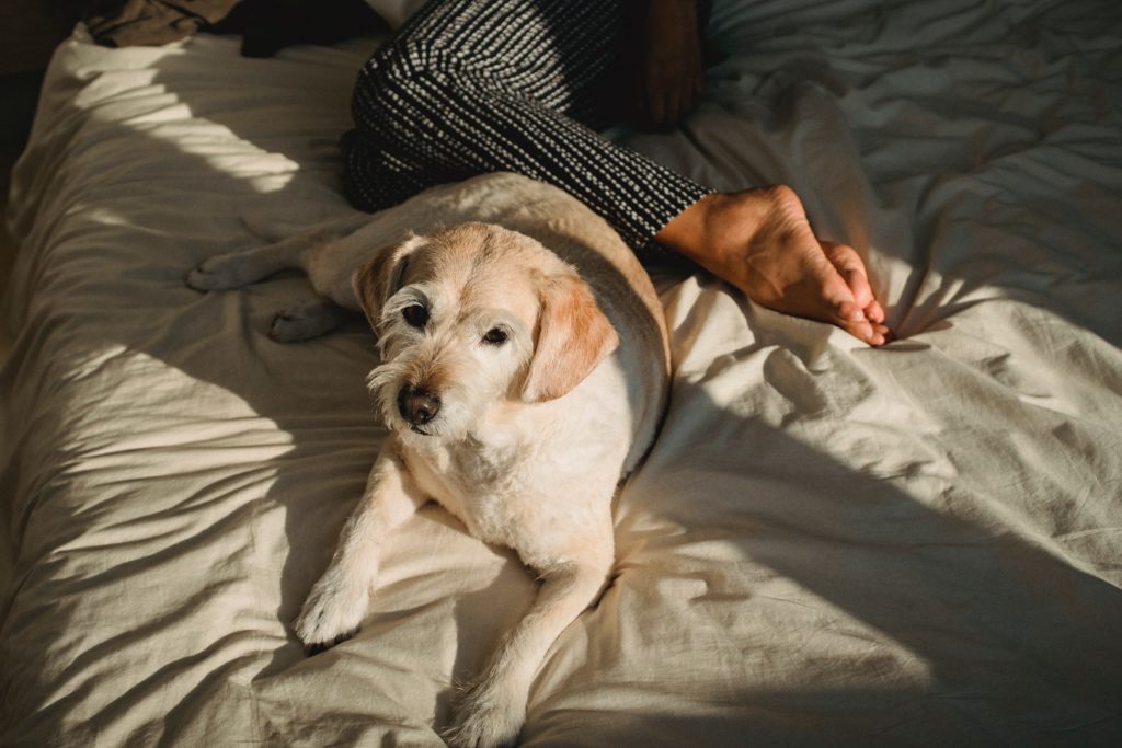 Big Bear Pet Friendly Lodges Big Bear Cabins big-bear-pet-friendly-lodges-big-bear-cabins